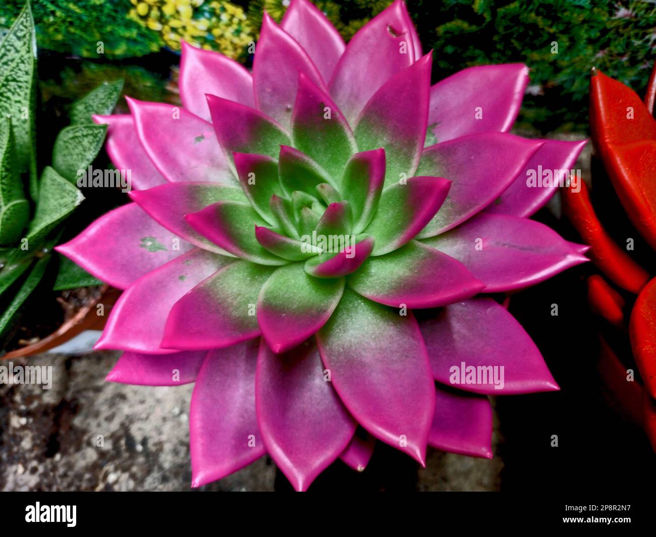 purple Echeveria agavoides plant - close up Stock Photo - Alamy