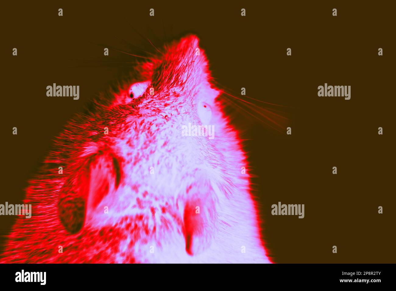 A gray mouse with big eyes in close-up. A wild animal has entered the ...