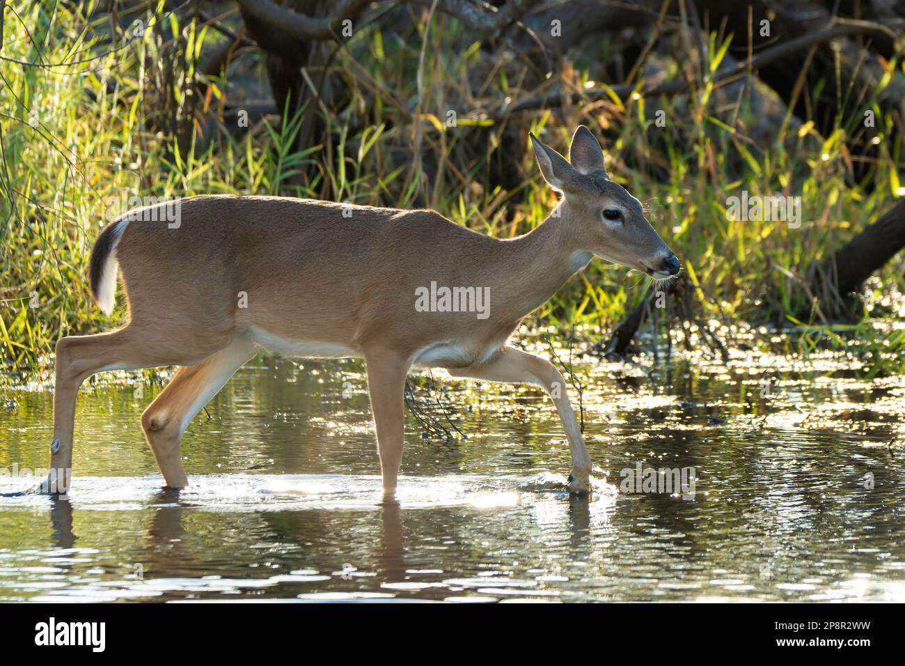 Key Deer in natural habitat in Florida state park Stock Photo - Alamy