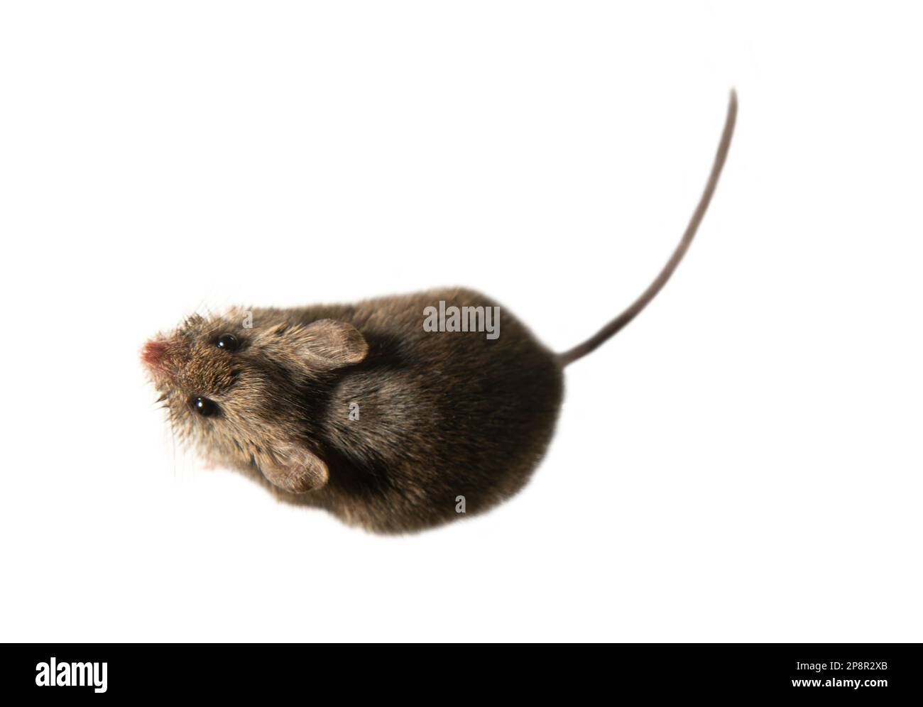Swiss (house) mice (Mus musculus) constantly accompanies to human ...
