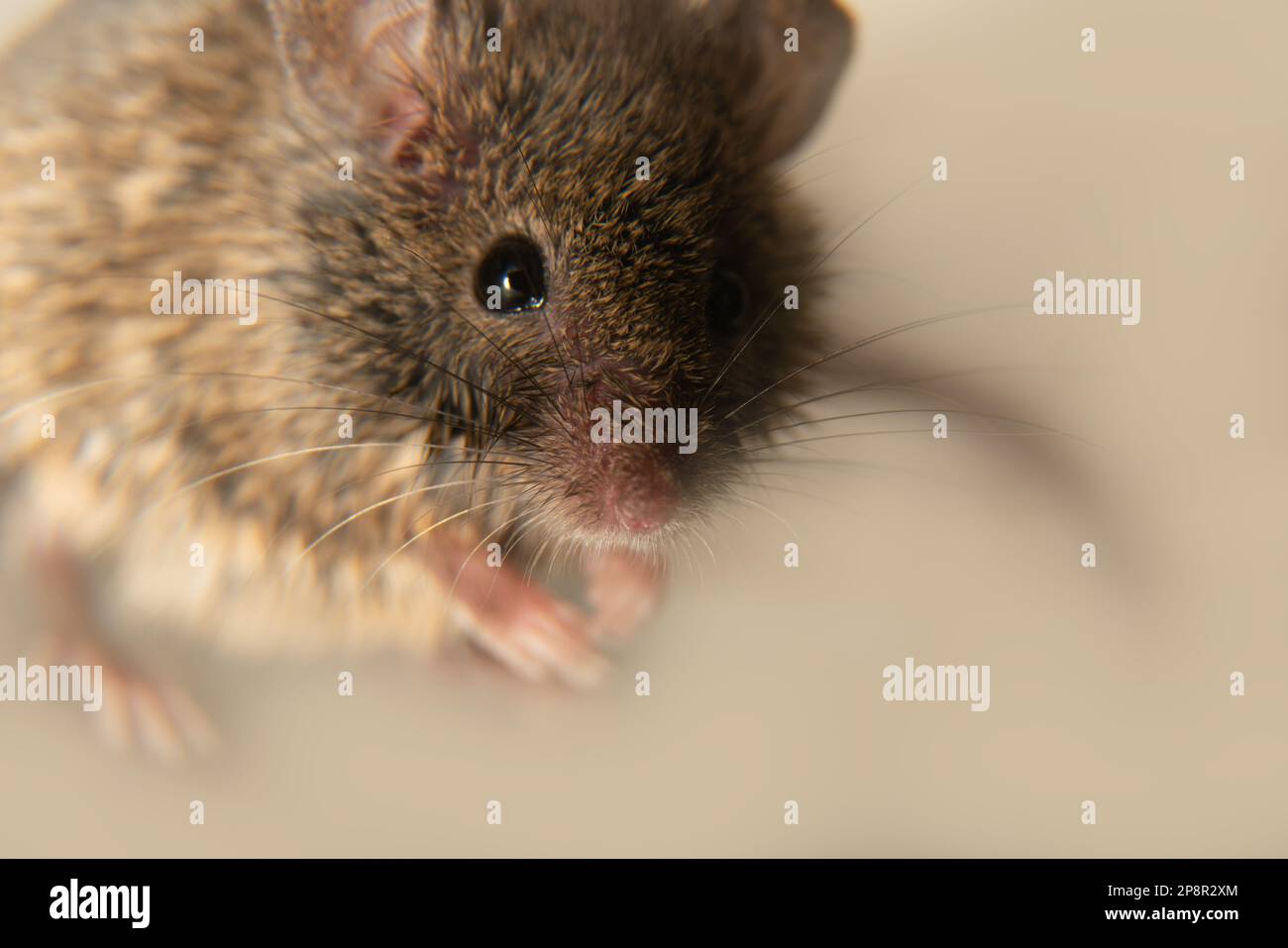 Swiss (house) mice (Mus musculus) constantly accompanies to human ...