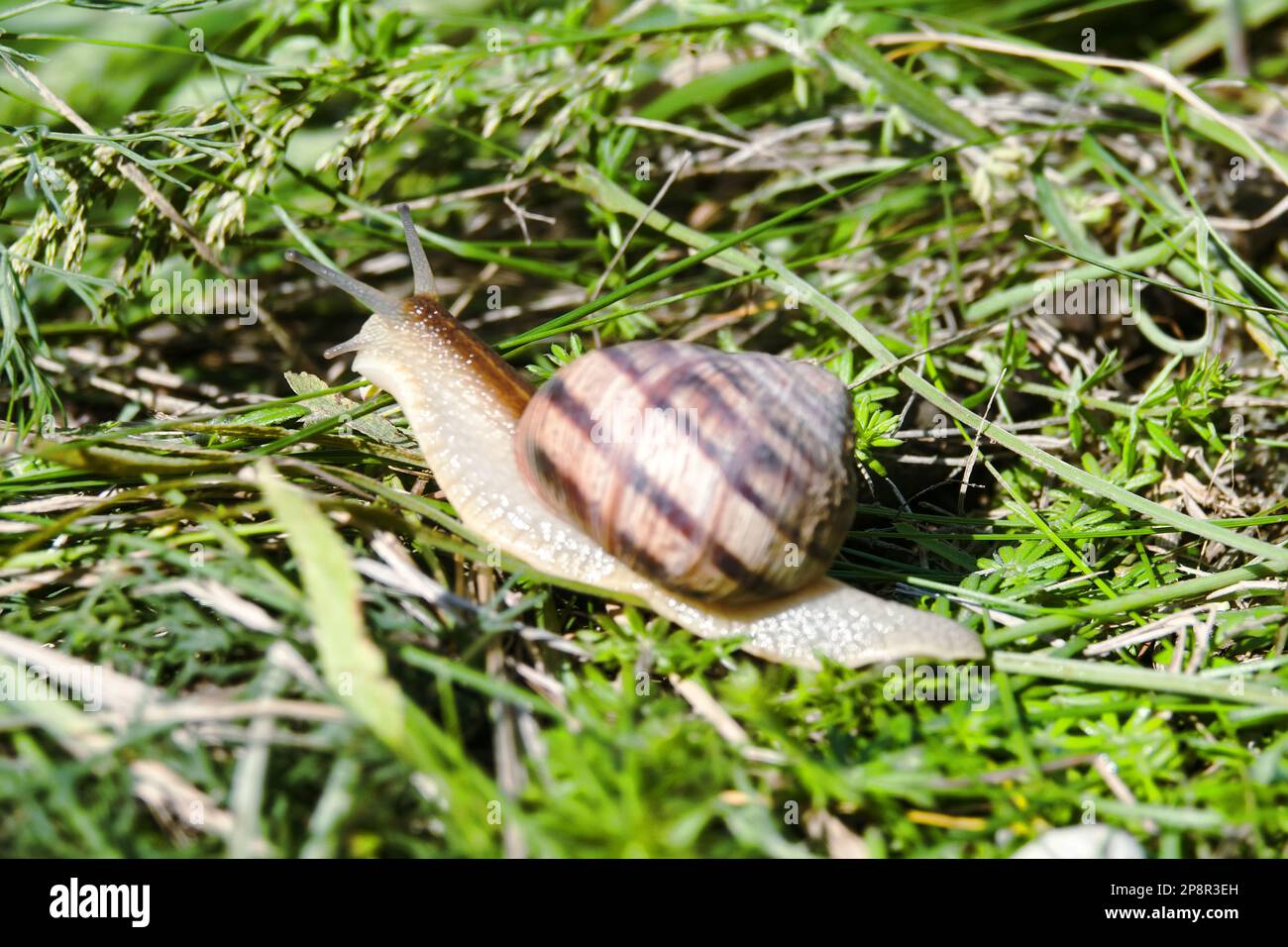 Snail machine hi-res stock photography and images - Alamy