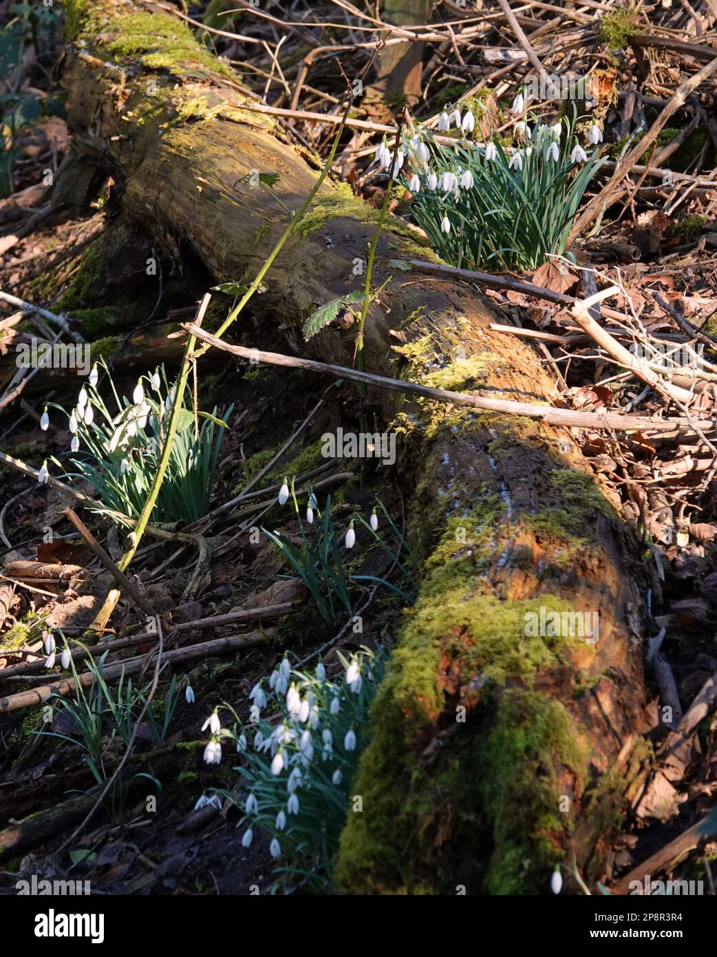 Tree bulbous trunk hi-res stock photography and images - Alamy