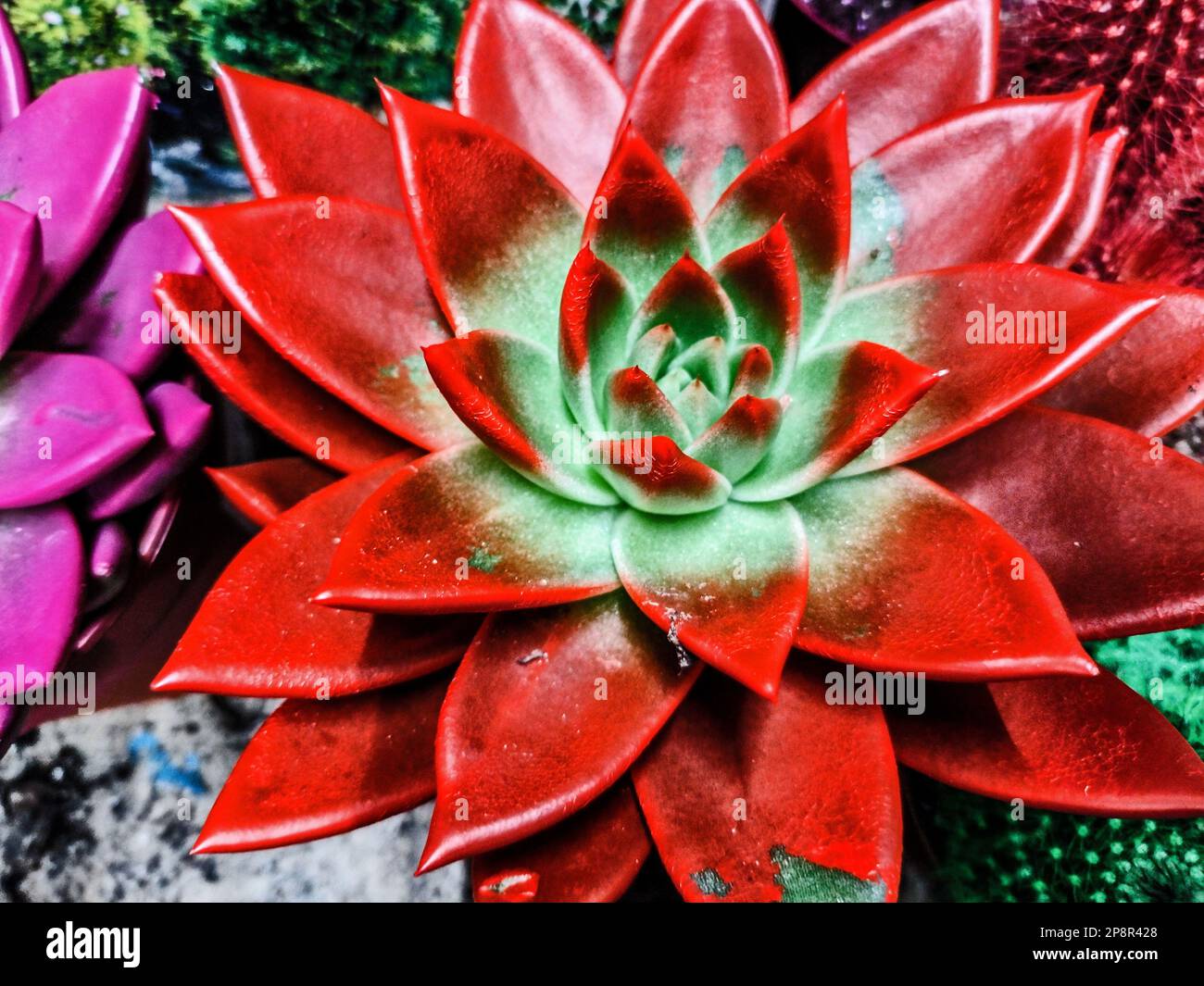 Red echeveria agavoides plant hi-res stock photography and images - Alamy