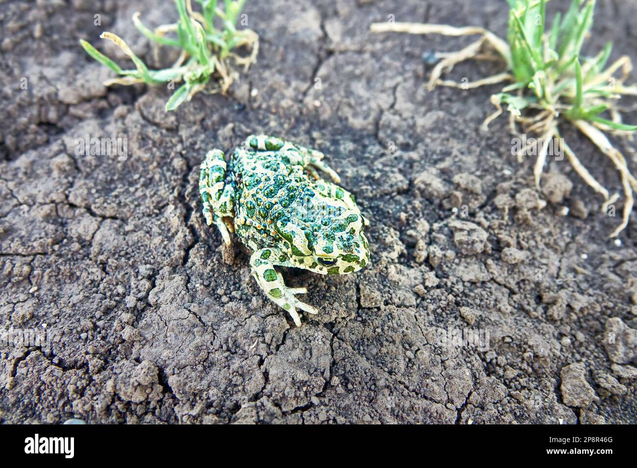 A young European green toad (Variable toad, Bufo viridis) on dry land ...