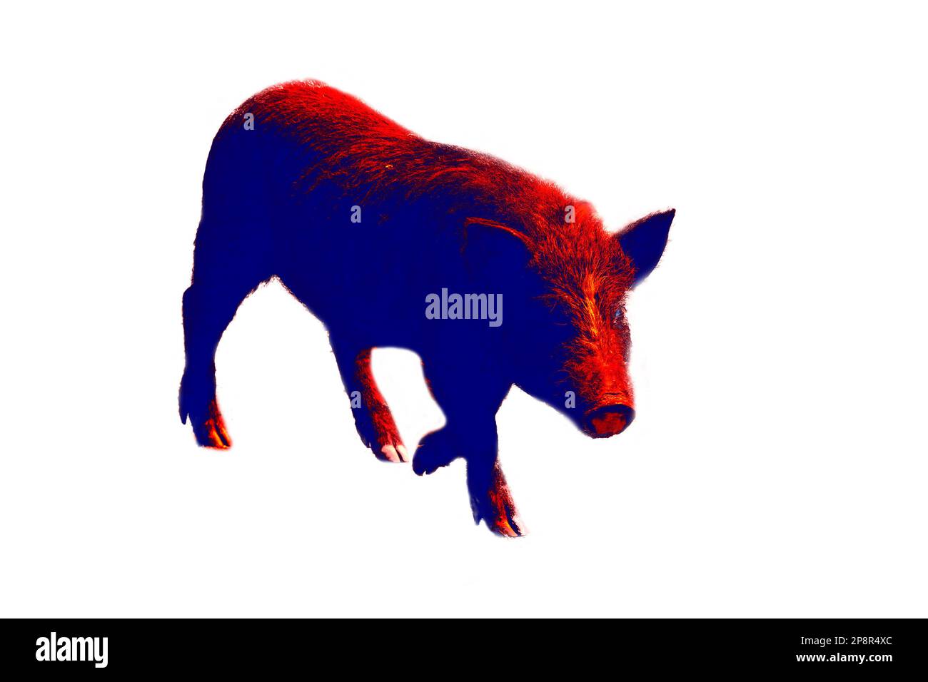 The red breeding pig, sow. Illustration of thermal image on white ...