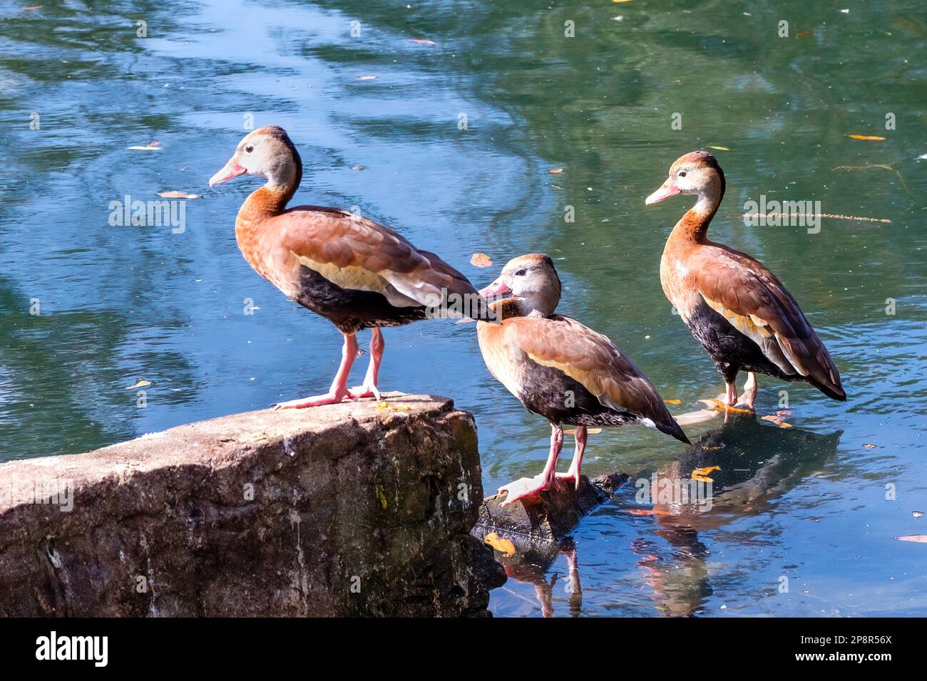 Three black-bellied whistling ducks standing on a wall in Audubon Park ...