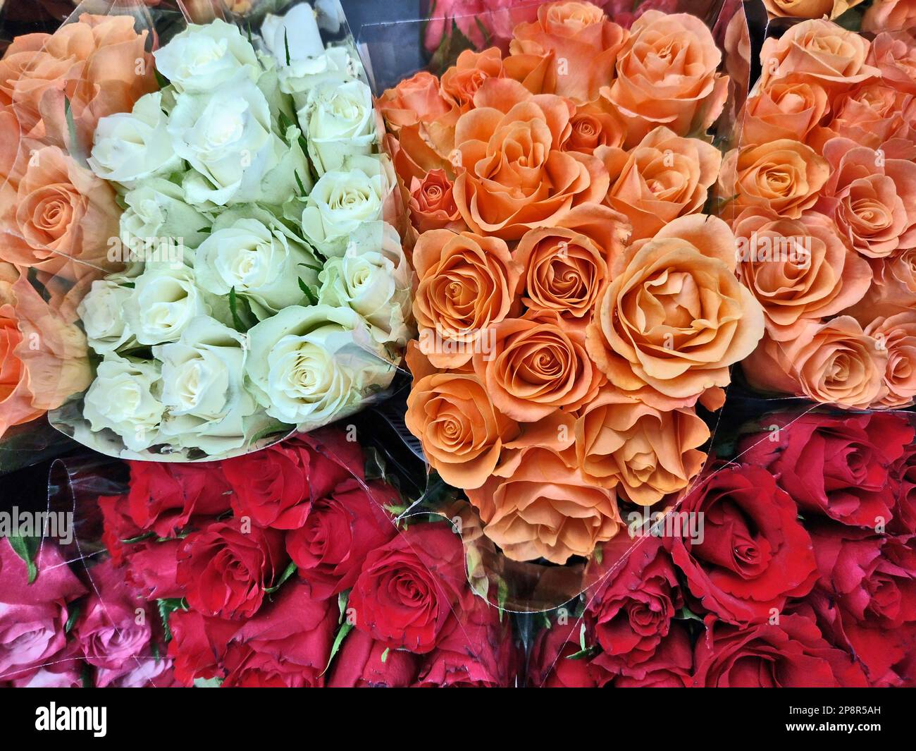 Roses of different colors hi-res stock photography and images - Alamy