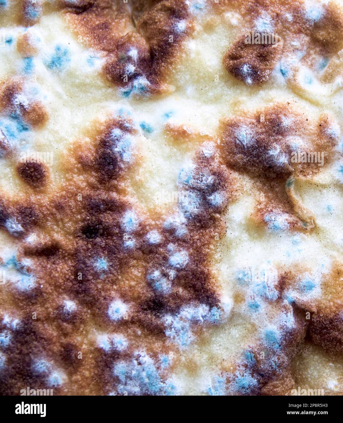 Mold on the surface of meat-containing products. Macro Stock Photo - Alamy