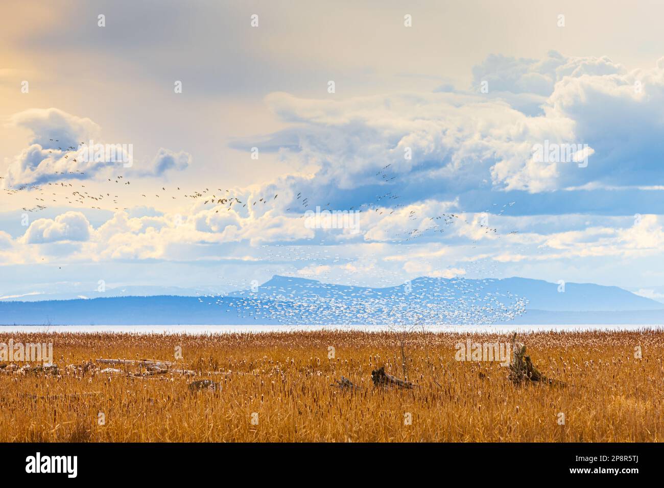 A murmuration of Snow Geese on the coastal marshes near Vancouver ...