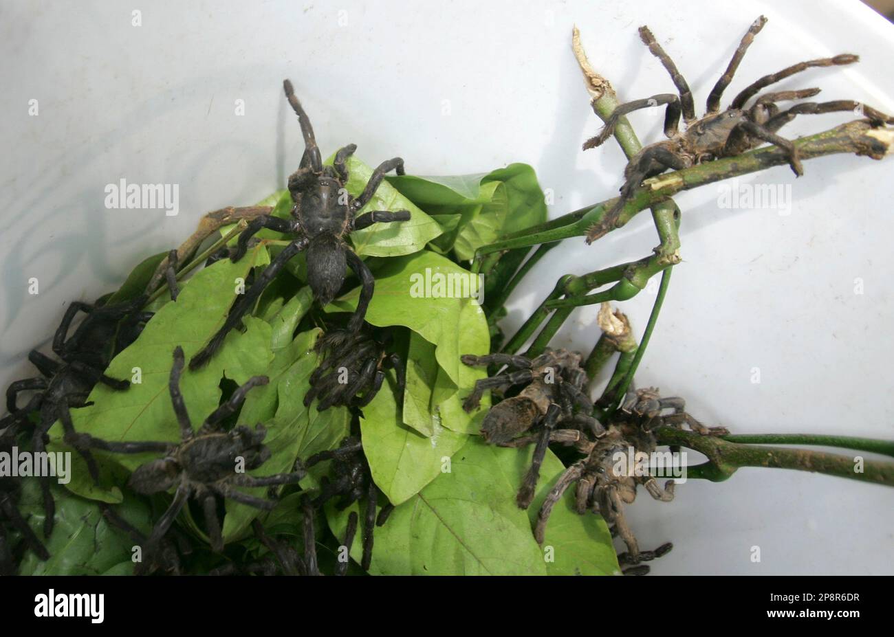 Live spiders are on display at the town of Skun, about 75 kilometers ...