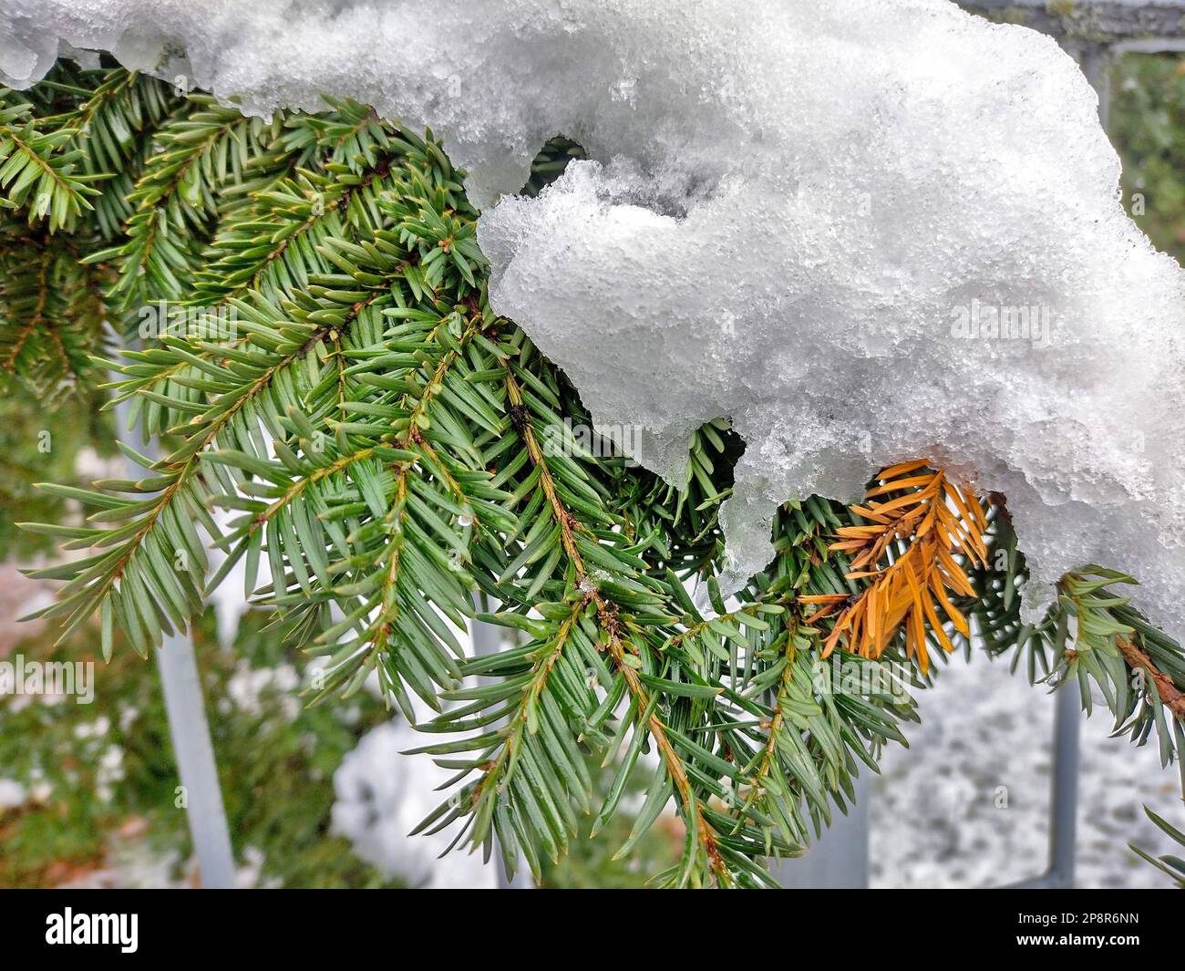 snow on a fir tree Stock Photo - Alamy
