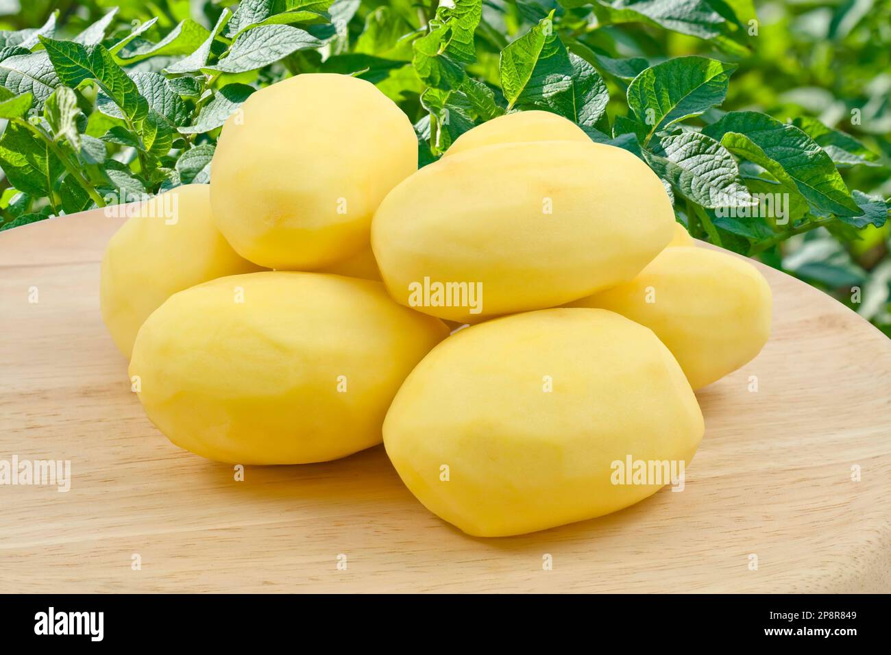 Closeup of raw peeled potatoes, healthy food Stock Photo - Alamy