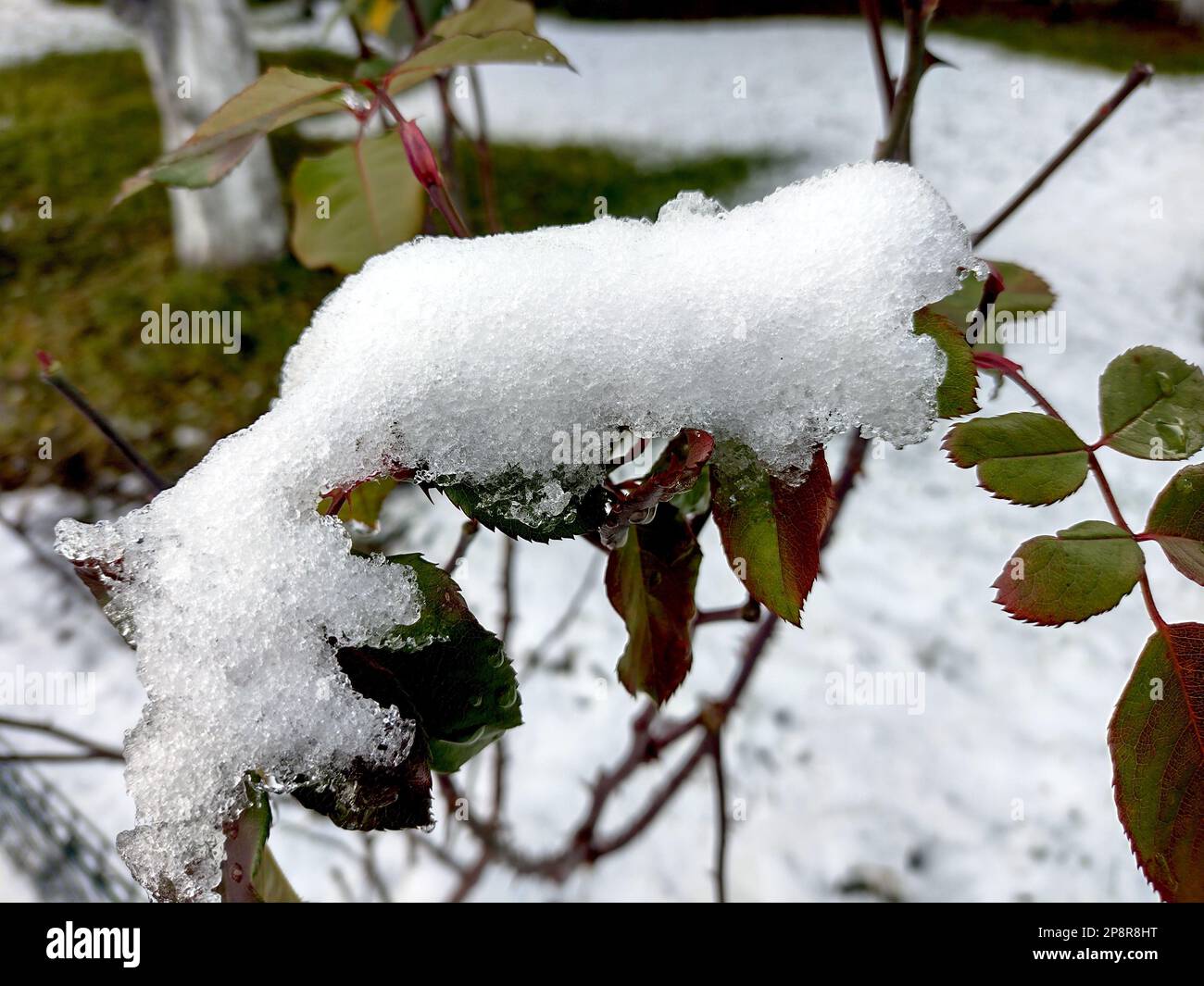 snow on rose leaves - winter Stock Photo - Alamy