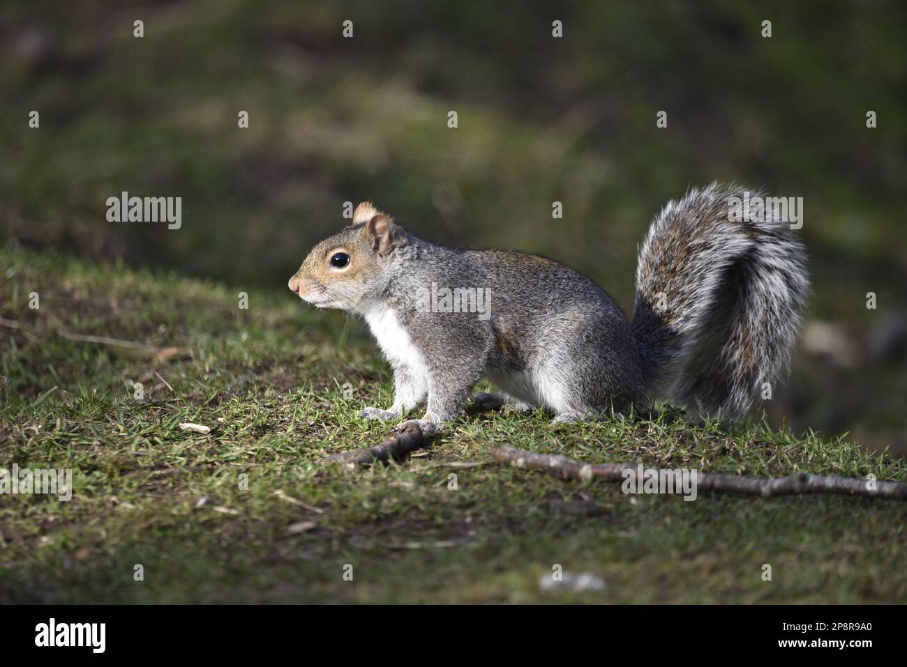 Eastern Gray Squirrel (Sciurus carolinensis) on Short Grass on Forest ...