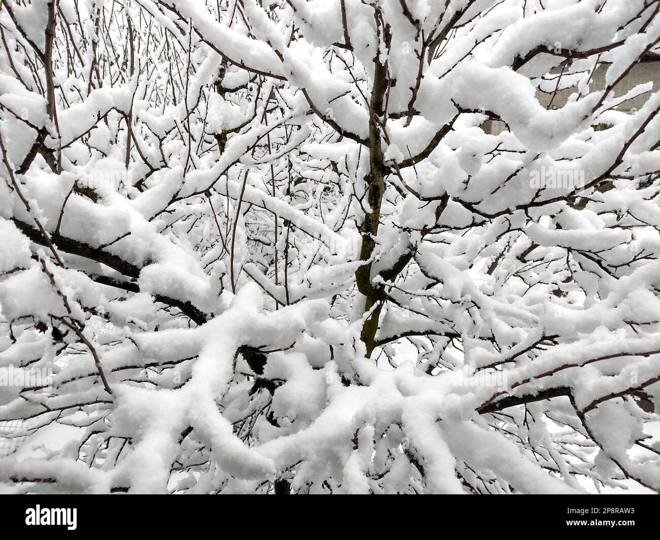 snow on the trees in winter Stock Photo - Alamy