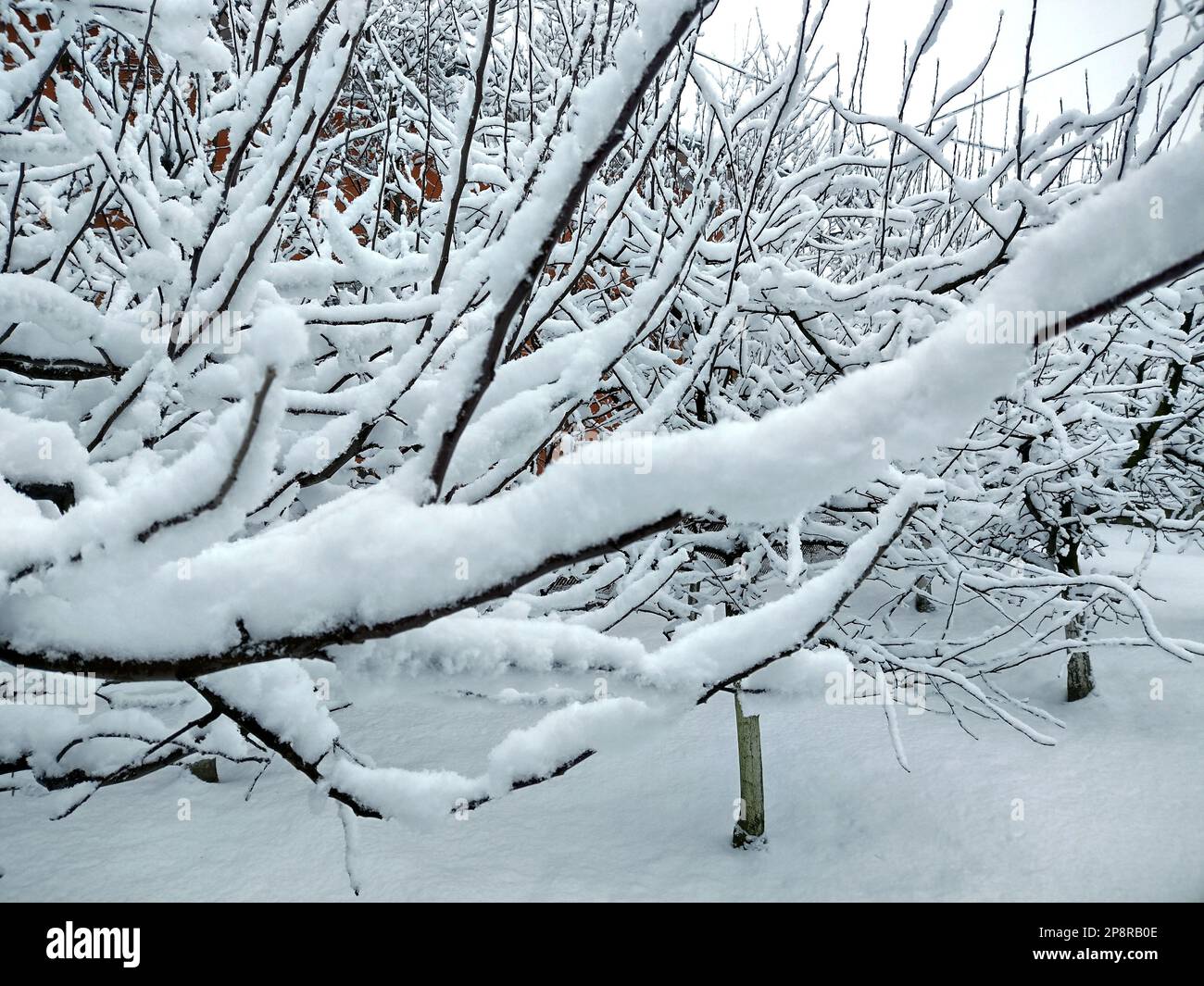 snow on the trees in winter Stock Photo - Alamy