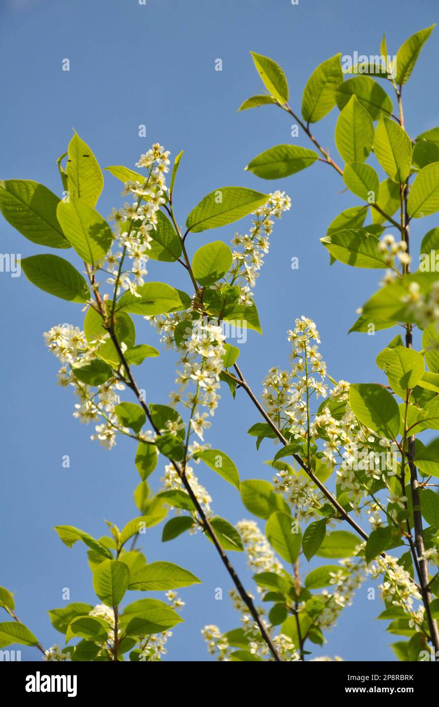 In spring, bird-cherry tree (Prunus padus) grows and blooms in nature ...