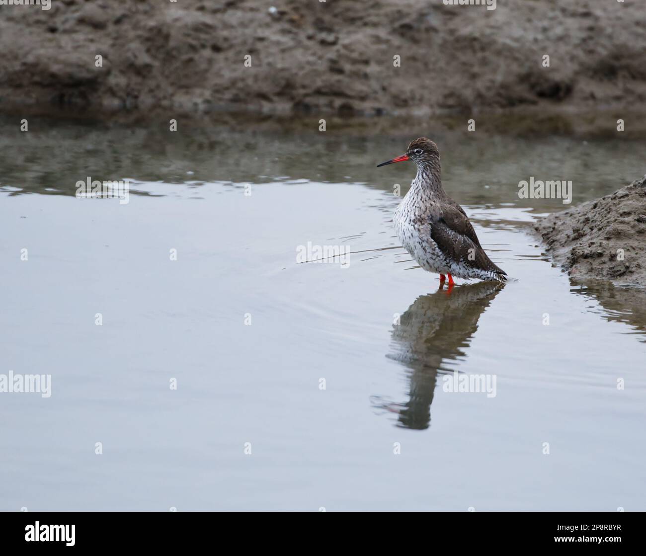 Hunting for dinner hi-res stock photography and images - Alamy