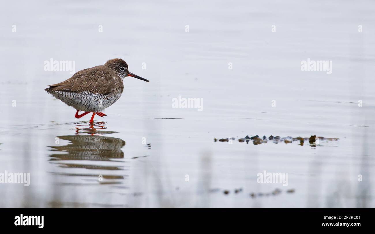 Redshank standing on one leg hi-res stock photography and images - Alamy