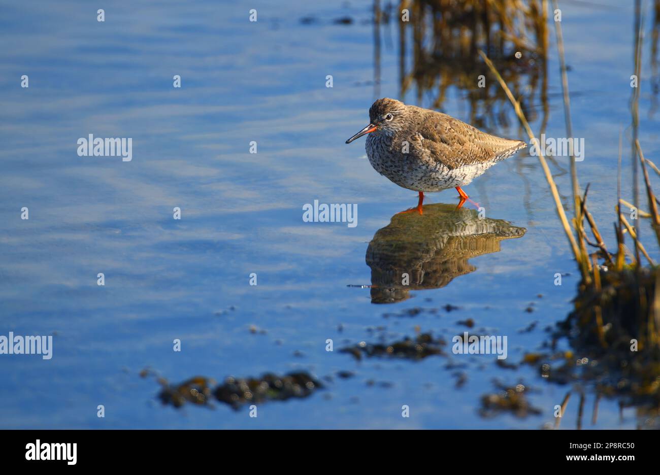 Redshank in the water looking at the camera Stock Photo - Alamy