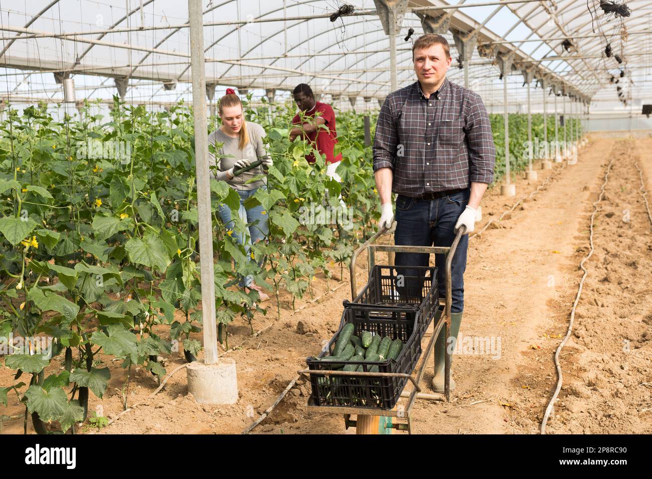 Farmer carrying wheelbarrow with cucumbers Stock Photo - Alamy
