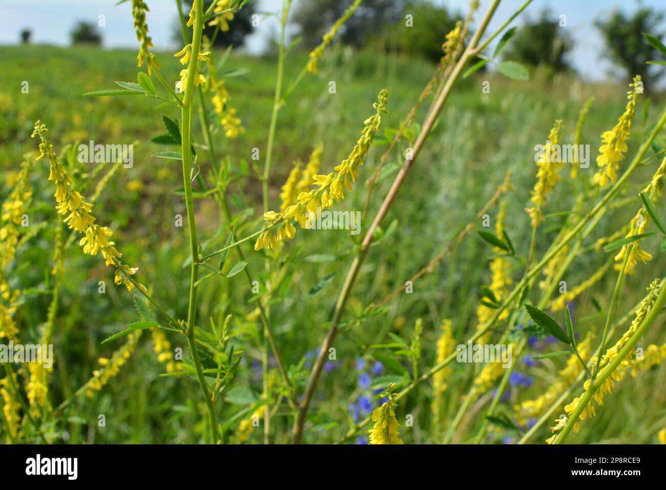 Melilot yellow, ribbed melilot (Melilotus officinalis) blooms in the ...
