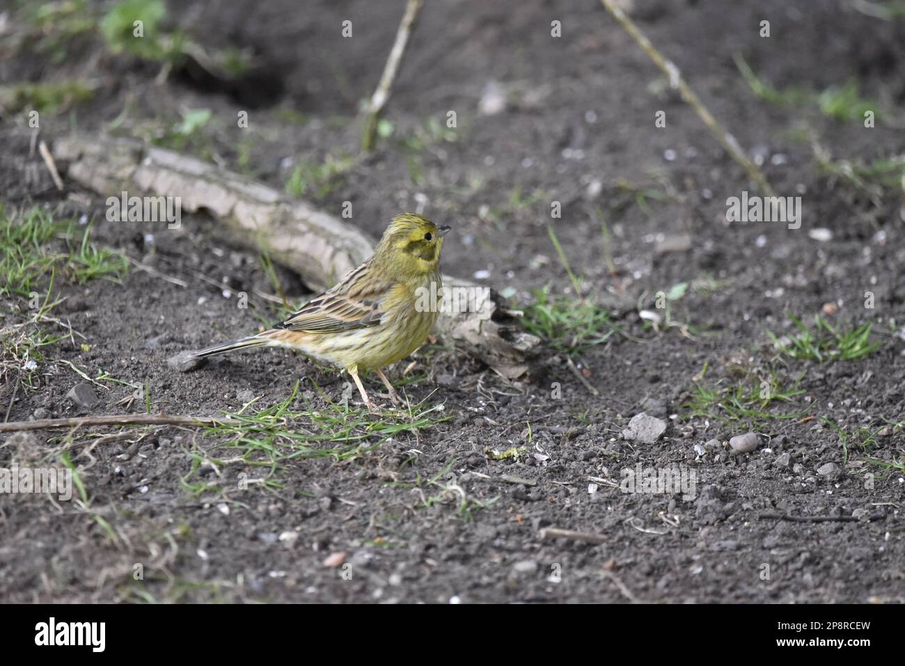 Yellow hammer bird hi-res stock photography and images - Alamy
