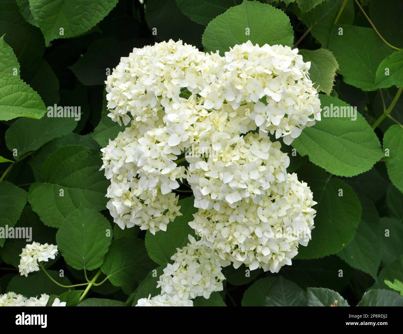 Hydrangea flowers in park hi-res stock photography and images - Alamy