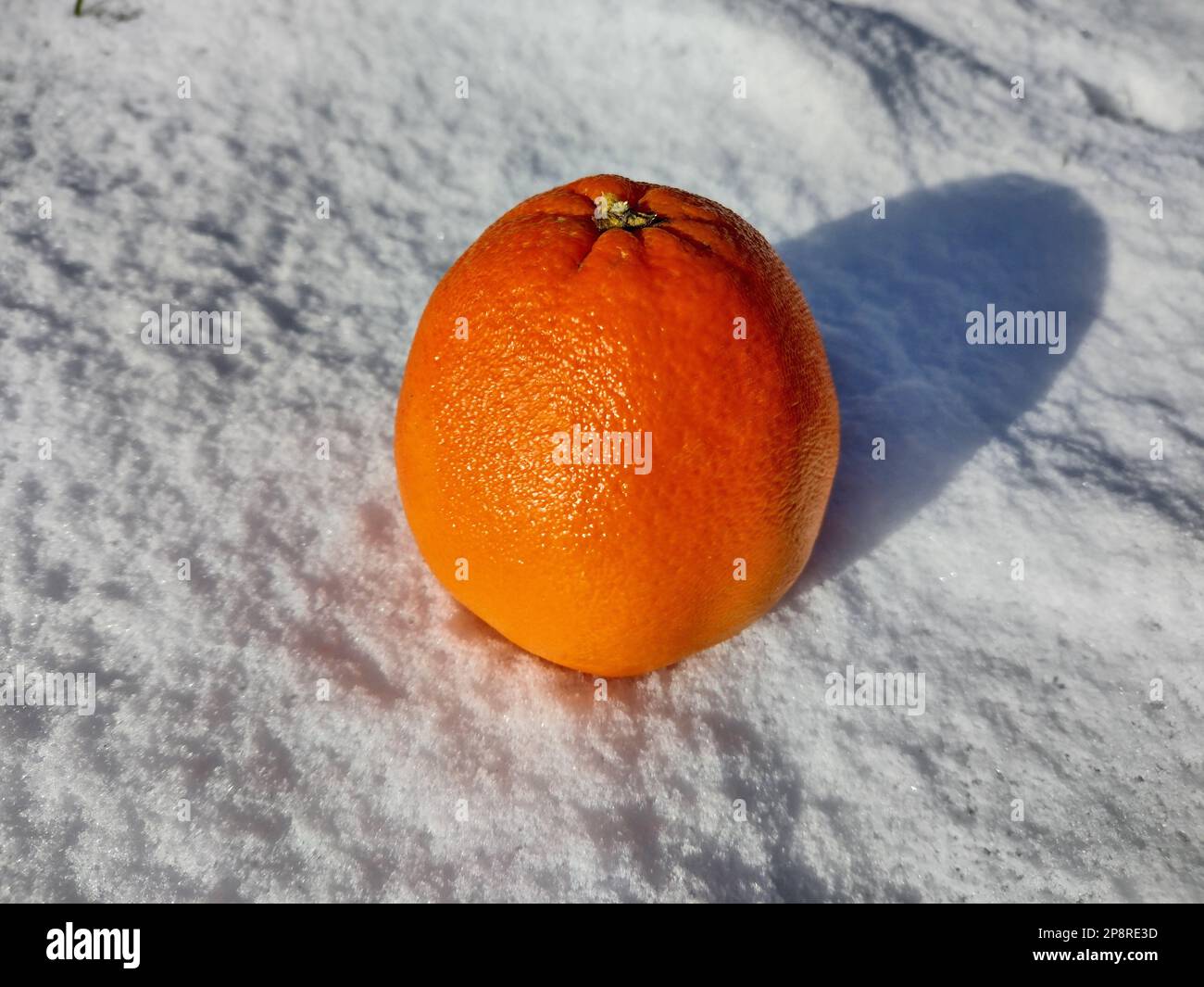 Snow fruit hi-res stock photography and images - Alamy