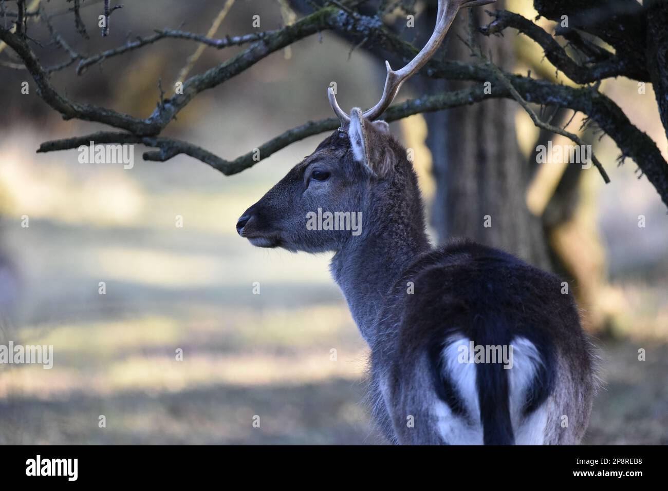 Male European Fallow Deer (Dama dama) Rear End View with Head Looking ...
