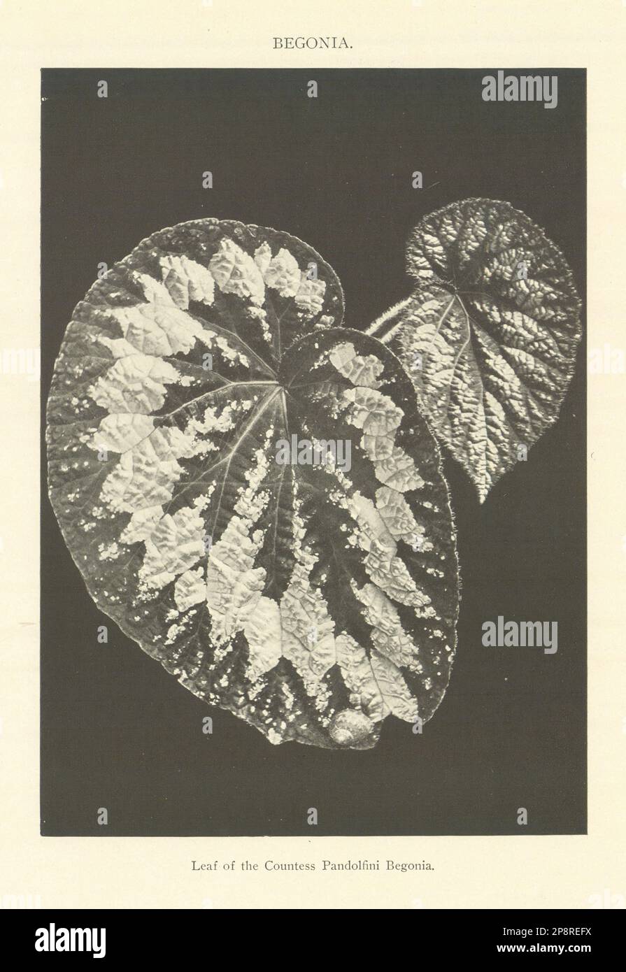 BEGONIA. Leaf of the Countess Pandolfini Begonia. Plants 1907 old print ...