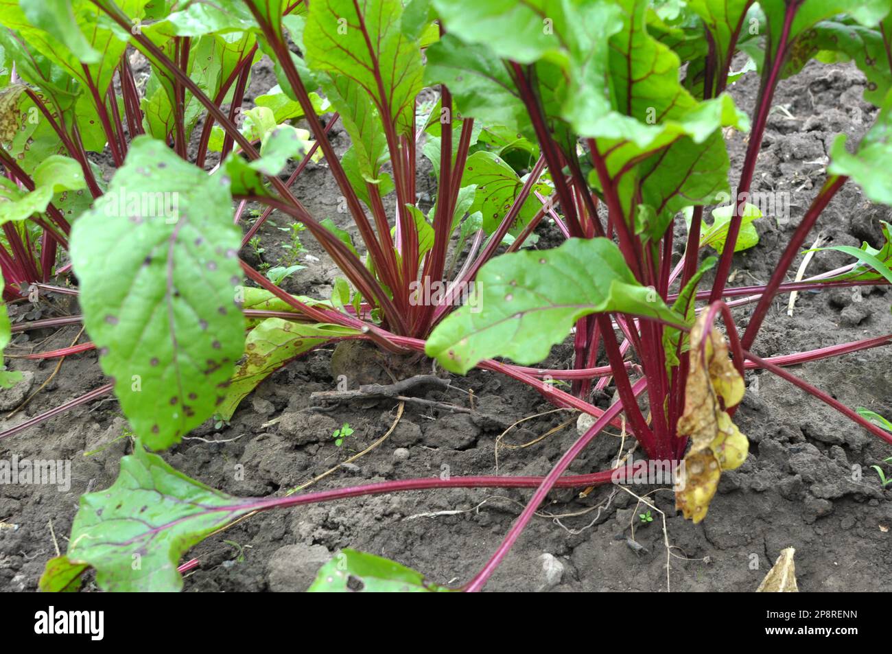 Red table beet grows in open organic soil Stock Photo - Alamy