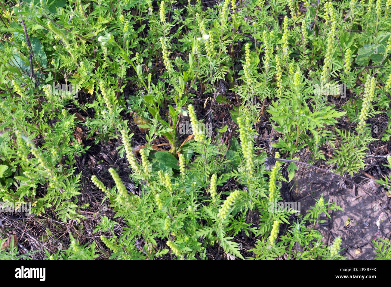 In summer, ragweed (Ambrosia artemisiifolia) grows in the wild Stock ...
