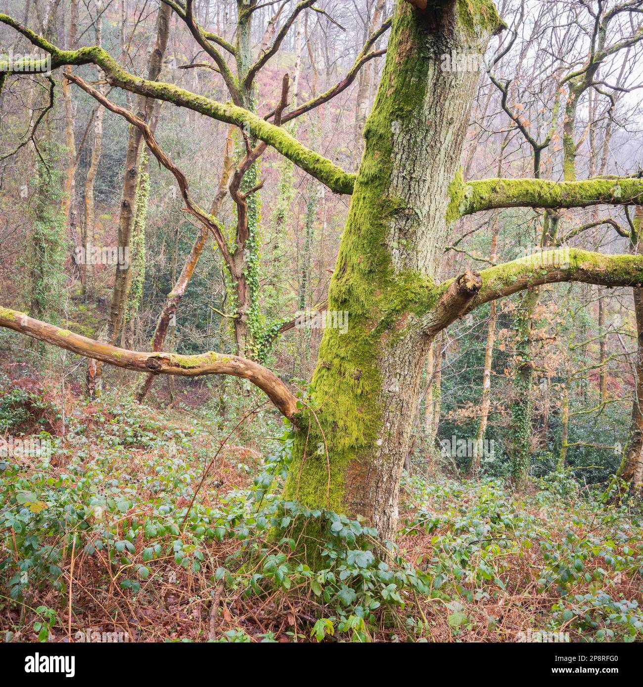 England, West Midlands, Kinver Edge. Pocket of woodland at Kinver Edge ...