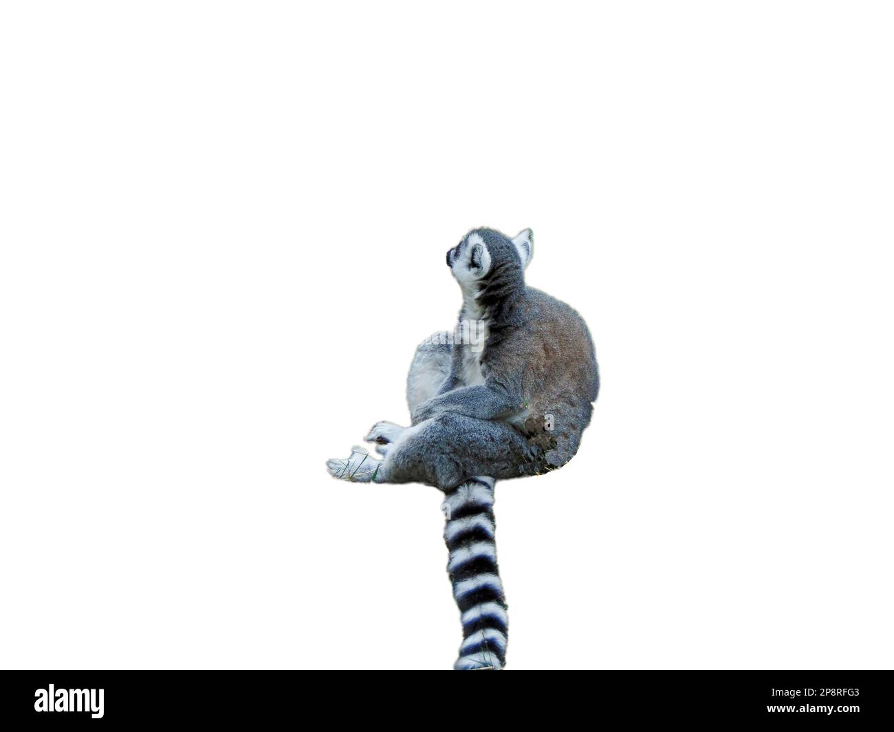 Lemur isolated on white background Stock Photo - Alamy