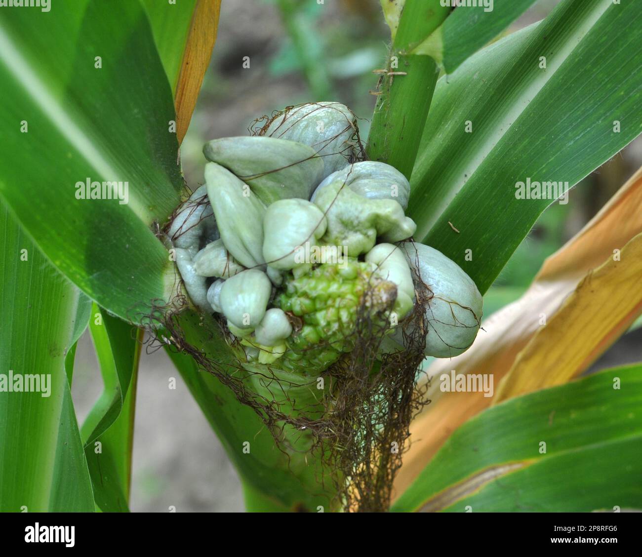 Sick corn plant affected by fungus Ustilago zeae Unger Stock Photo - Alamy