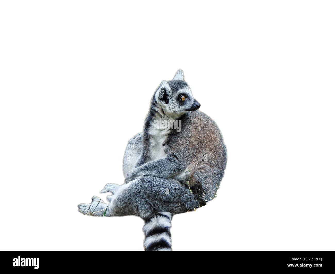 Lemur isolated on white background Stock Photo - Alamy