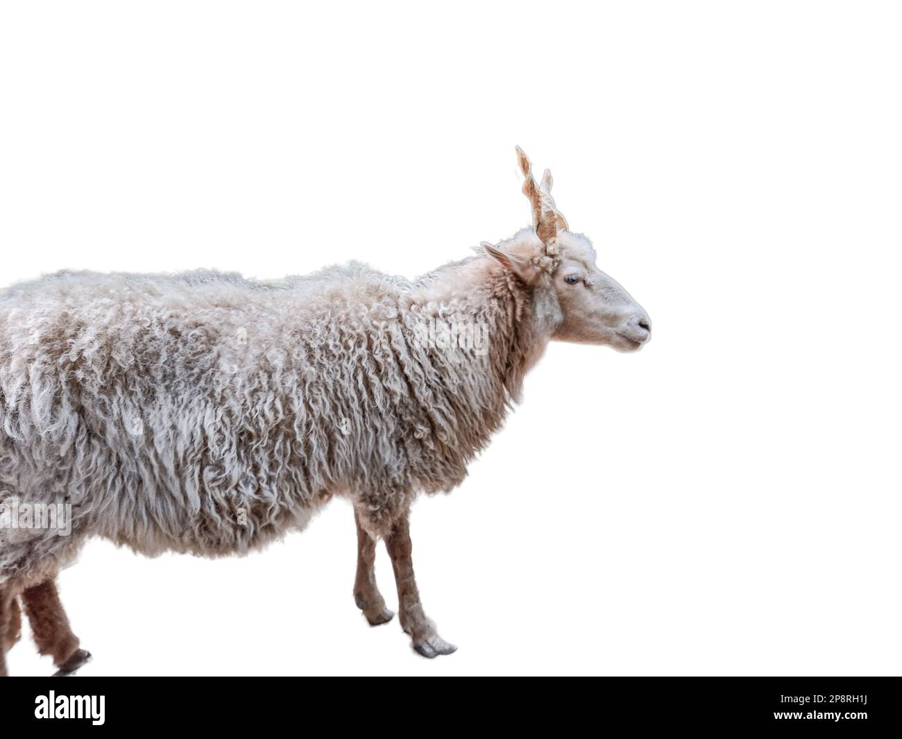 Ovis aries aries racka hi-res stock photography and images - Alamy