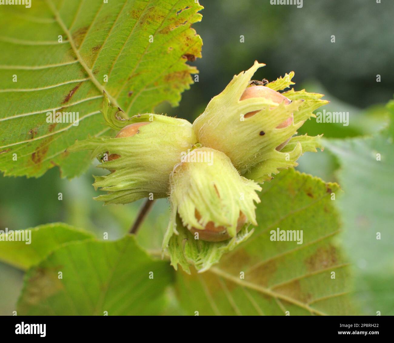 Nuts ripen on the branch of the hazel bush Stock Photo - Alamy