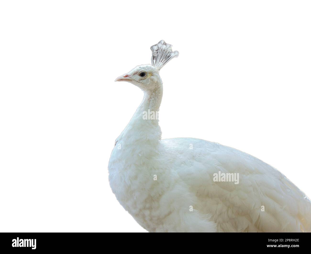 white peahen isolated on white background Stock Photo - Alamy