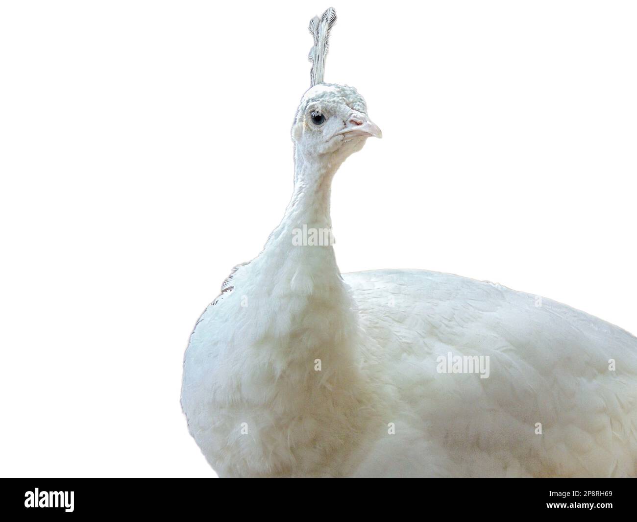 white peahen isolated on white background Stock Photo - Alamy