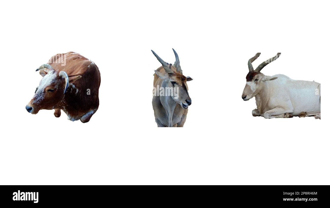 Zebu antelope hi-res stock photography and images - Alamy