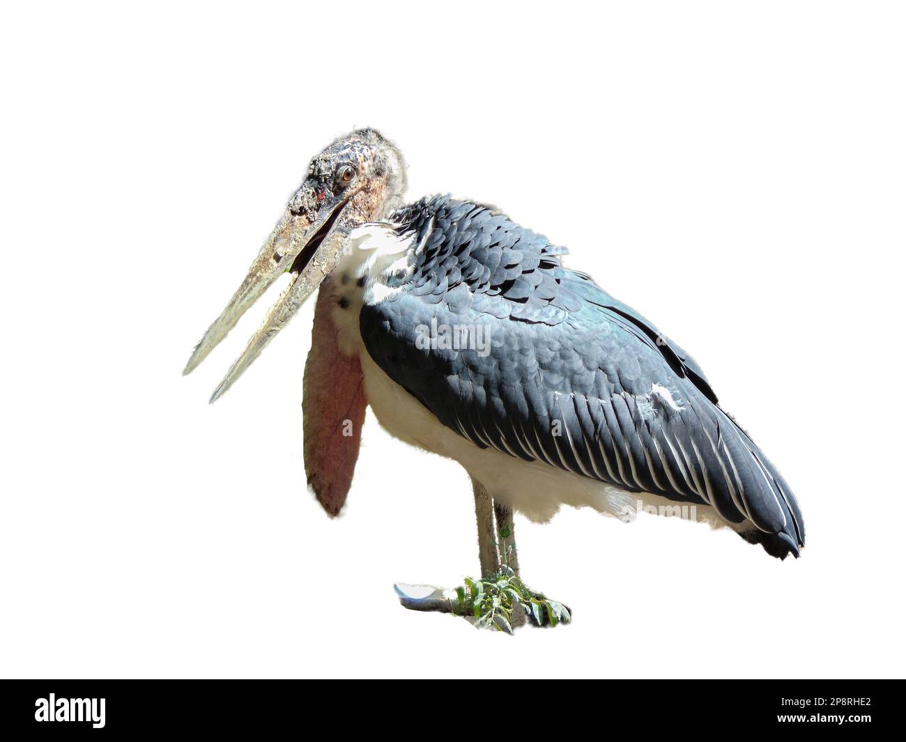 Marabou stork (Leptoptilos) isolated on white Stock Photo - Alamy