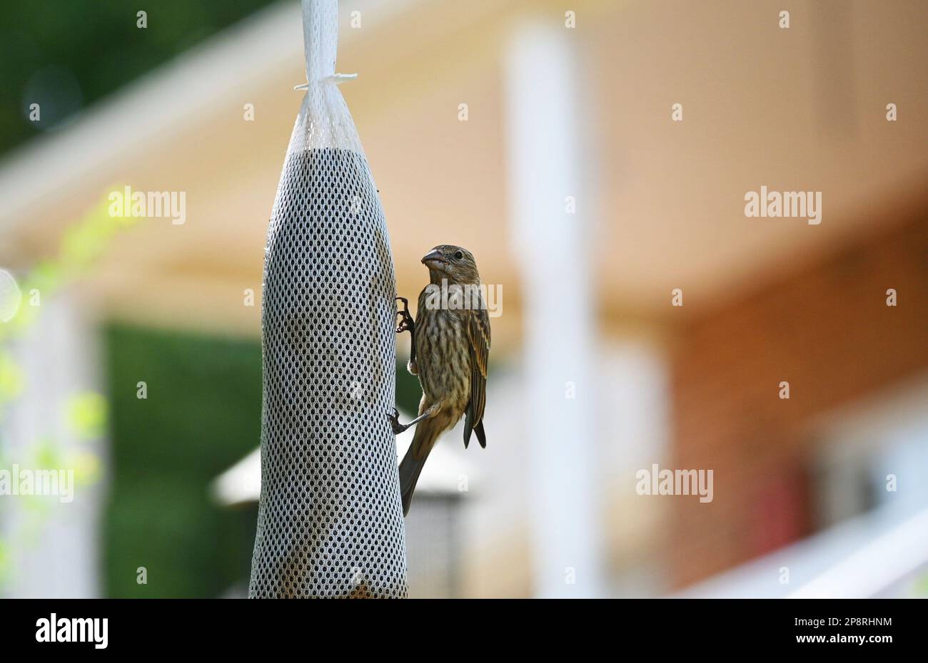 Sock finch feeder with finches feeding Stock Photo - Alamy
