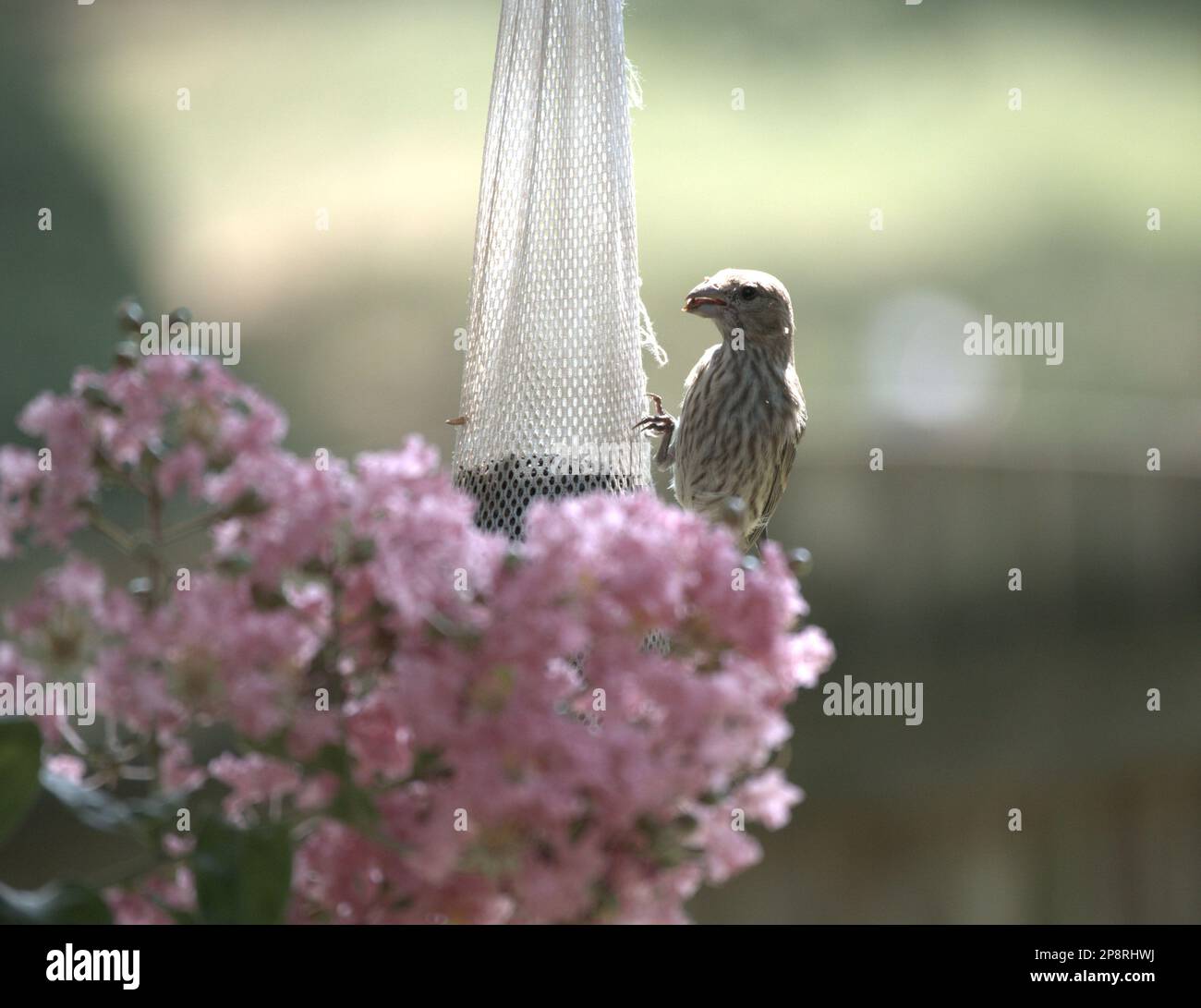 Sock finch feeder with finches feeding Stock Photo - Alamy