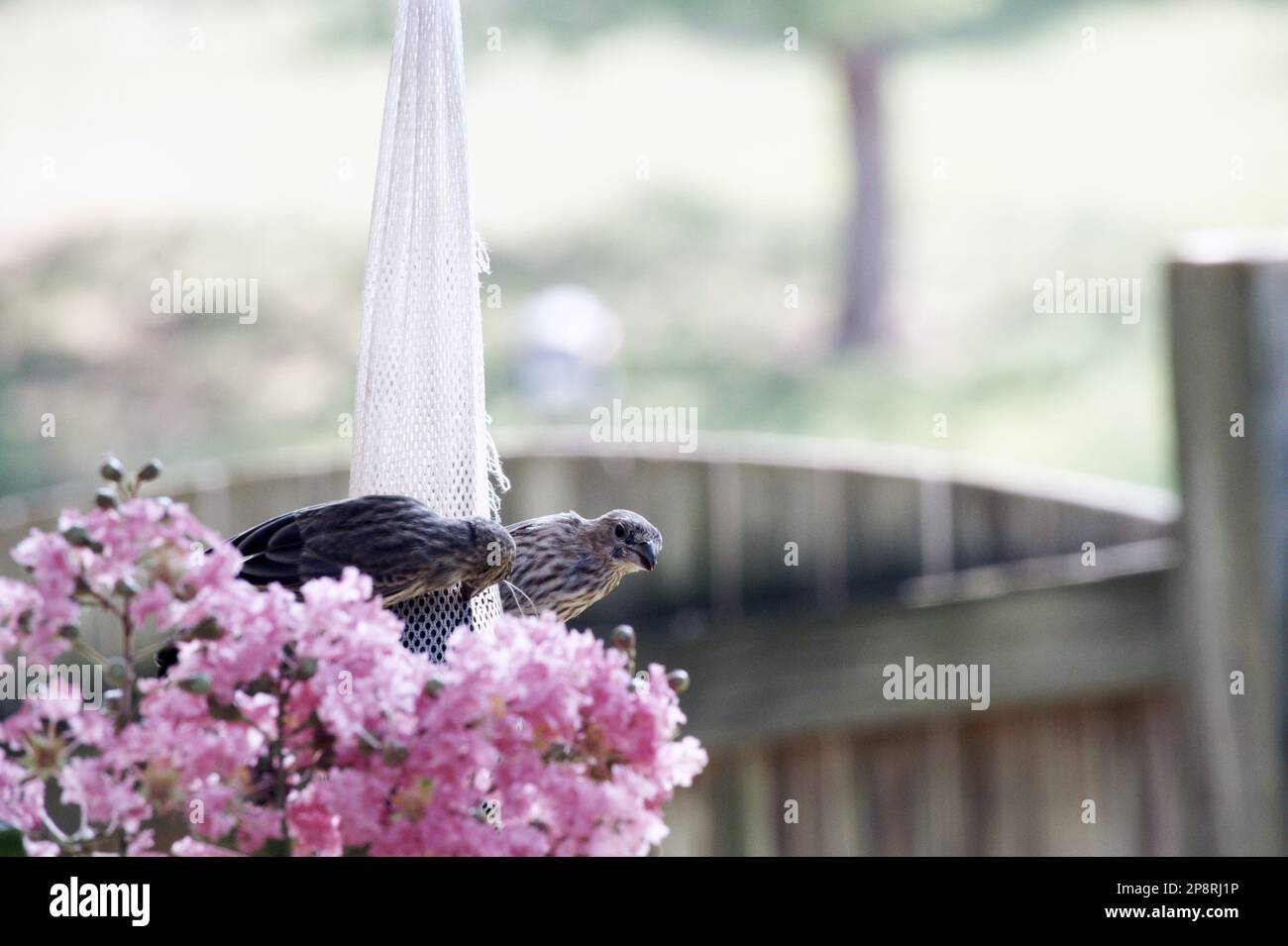 Finch sock hi-res stock photography and images - Alamy