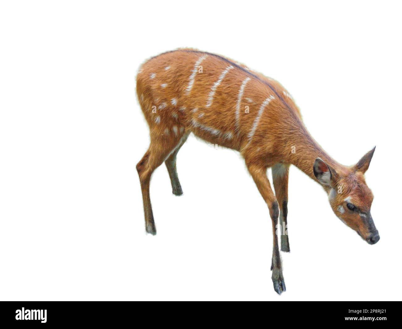 Sitatunga antelope isolated on white background Stock Photo - Alamy
