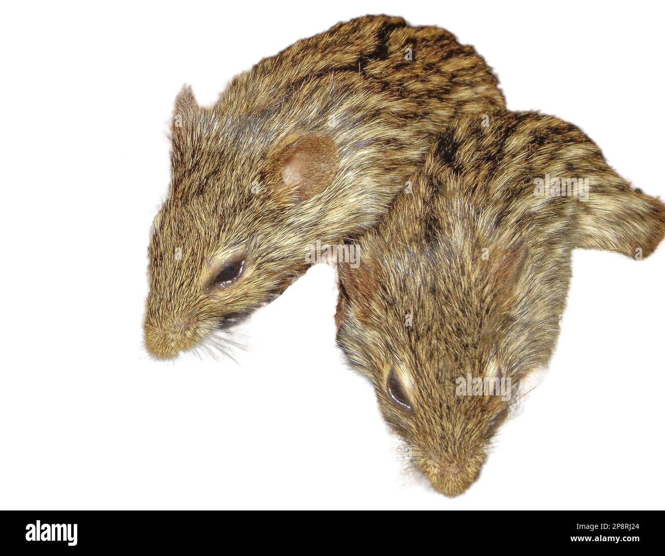 two barbary striped grass mouse Stock Photo - Alamy