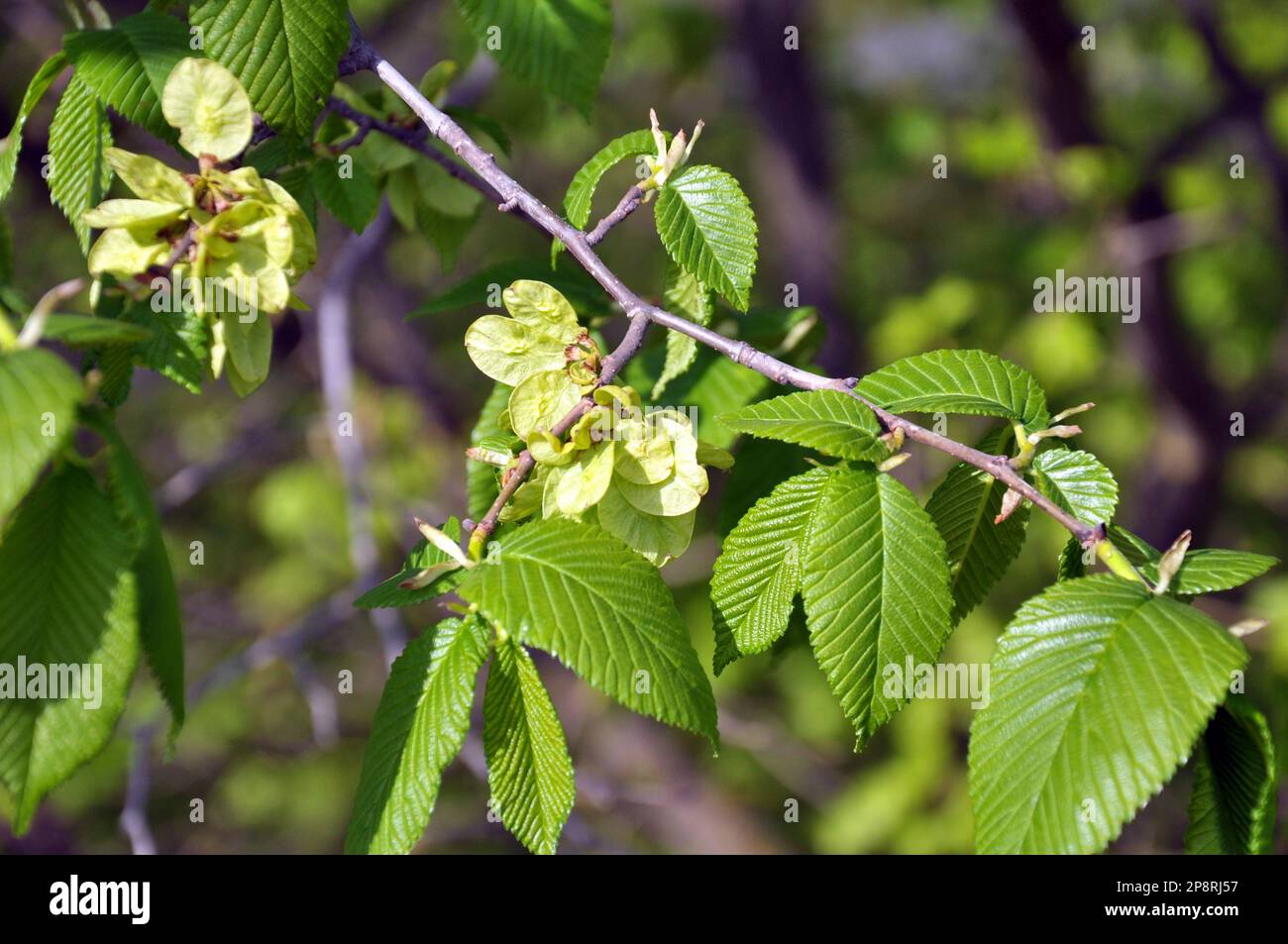 In spring, an elm grows and blooms in nature Stock Photo - Alamy